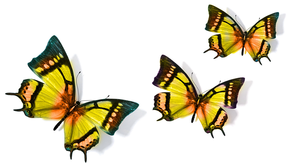 Sommerfuglen | Kondomeriet